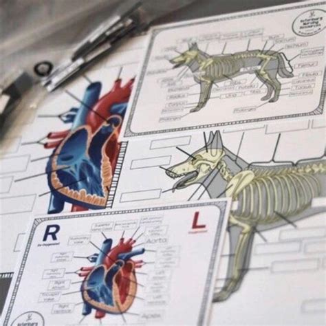 Vet Nursing Hub Vet Nursing Hub Added A New Photo