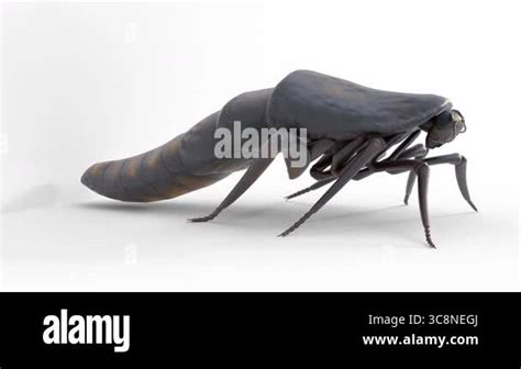 Cockroach Vector Stock Videos And Footage Hd And 4k Video Clips Alamy