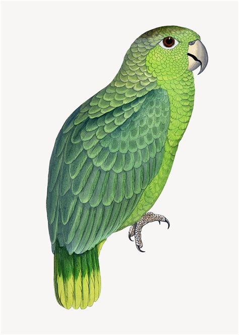 Amazon Drawing Images Free Photos Png Stickers Wallpapers