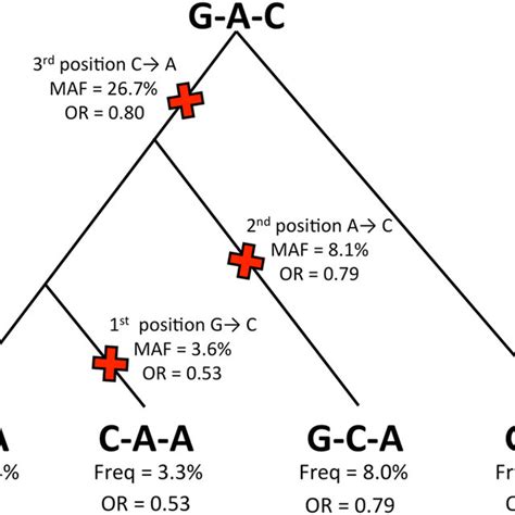Gating Strategy For Phospho Flow Cytometry Of P Stat4 Lymphocytes Were
