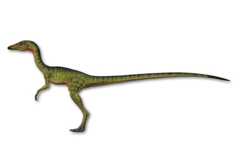 Compsognathus
