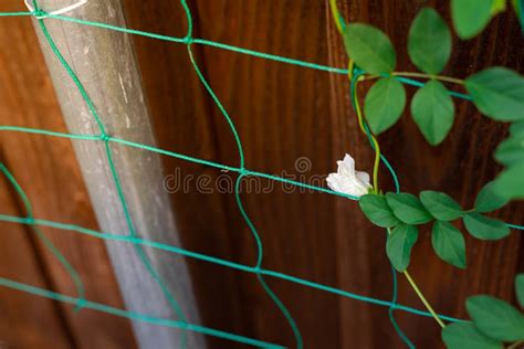 Galvanized Steel Fence Post With Trellis Netting And Growing Tennessee