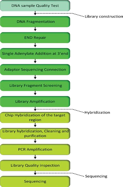 Association Between Card14 Gene Polymorphisms And Psoriasis Medicine