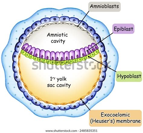 Fetal Membrane Amnion Yolk Sac Allantois Stock Illustration 2485835351