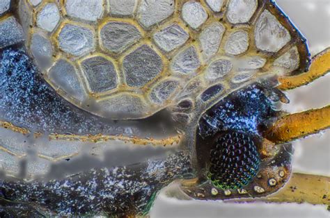 Stephanitis Pyrioides Insects