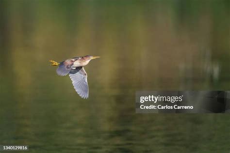 Bittern Flight Photos And Premium High Res Pictures Getty Images