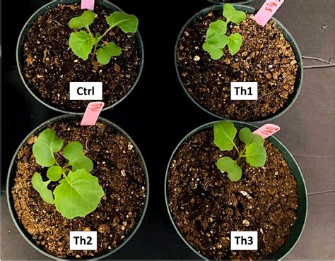 Frontiers The Stimulatory Effect Of Thuricin 17 A Pgpr Produced