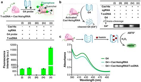 Crisprcas14 And G Quadruplex Dnazyme Driven Biosensor For Paper Based