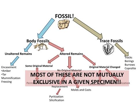 Ppt The Fossilization Flow Chart Powerpoint Presentation Id5454856