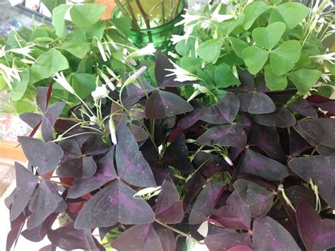 First Class Flowers And Ts Home Facebook