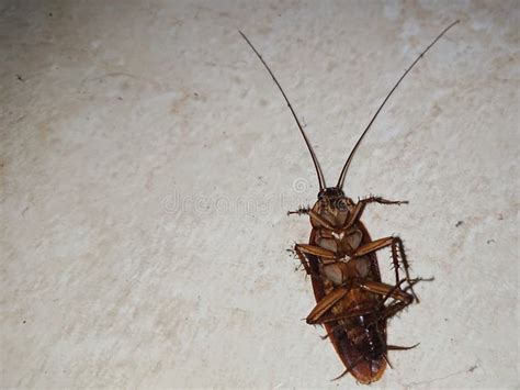 A Cockroach Lying On The Marble Floor Stock Image Image Of Insect