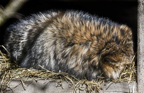 Perro De Mapache El Dormir 1 Imagen De Archivo Imagen De Relaje