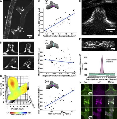 Septin Abundance Scales With Positive Curvature In A Gossypii A