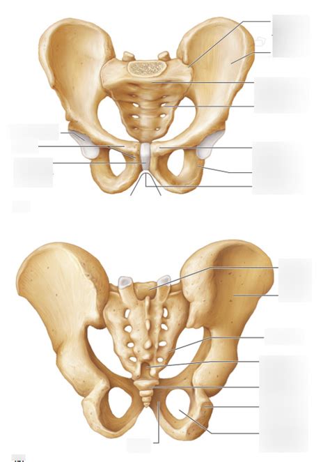 Anatomy Of The Pelvic Bone And Joints Key Terms And Structures Diagram