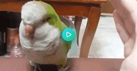 Birb Needs Cuddles Album On Imgur