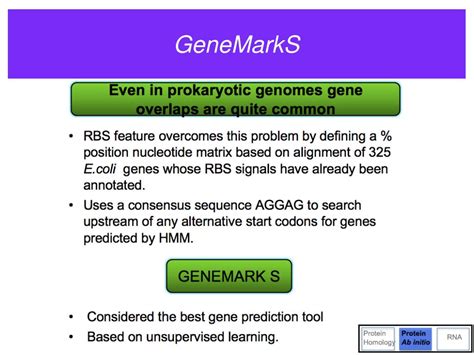 Ppt Gene Prediction Powerpoint Presentation Free Download Id5494810
