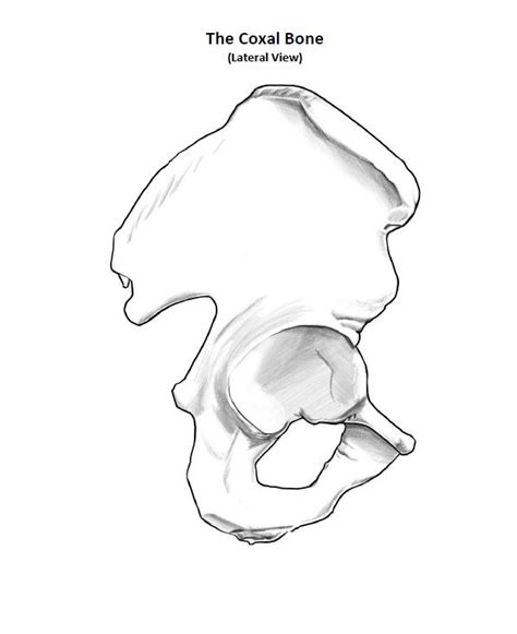 Coxal Bone Lateral View Diagram Quizlet