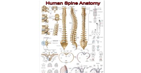 Human Spine Anatomy A Detailed Visual Guide High Resolution Pdf