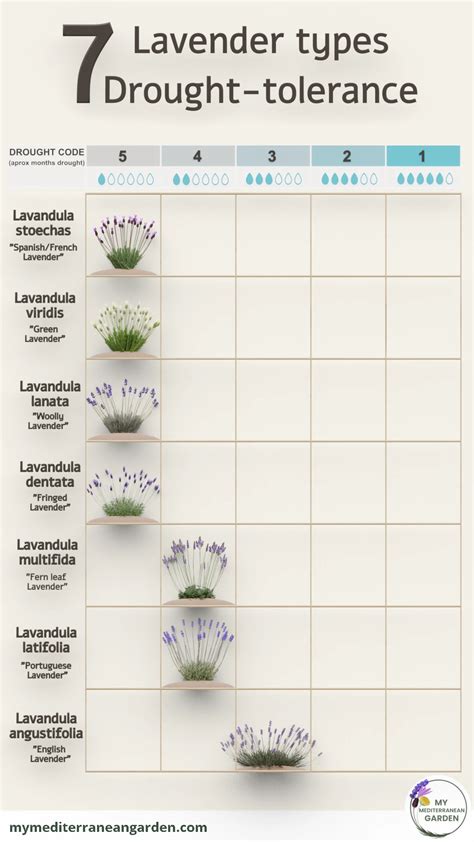 7 Types Of Lavender For Your Dry Garden