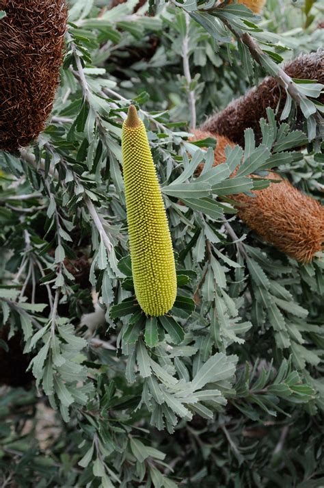 Banksia Praemorsa Cut Leaf Banksia