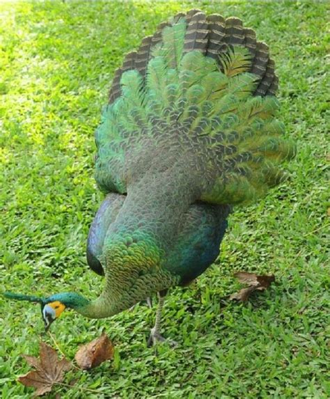 1000 Images About Peacock On Pinterest Indian Congo And Peacock Drawing