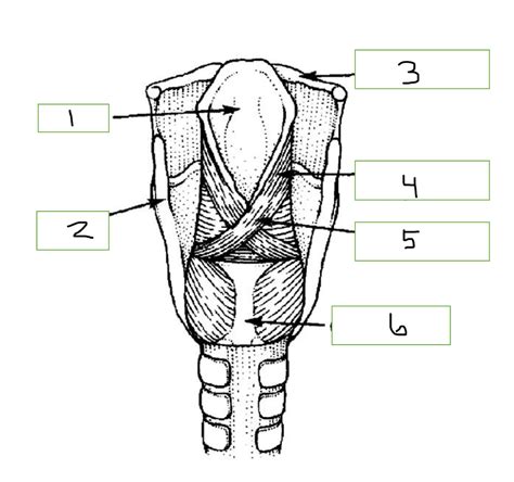 Csad111 Phonation Exam 2 Picture Id Diagram Quizlet