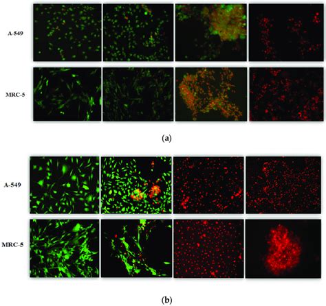Photographs Of A 549 And Mrc 5 Cell Cultures After 24 H Of Incubation