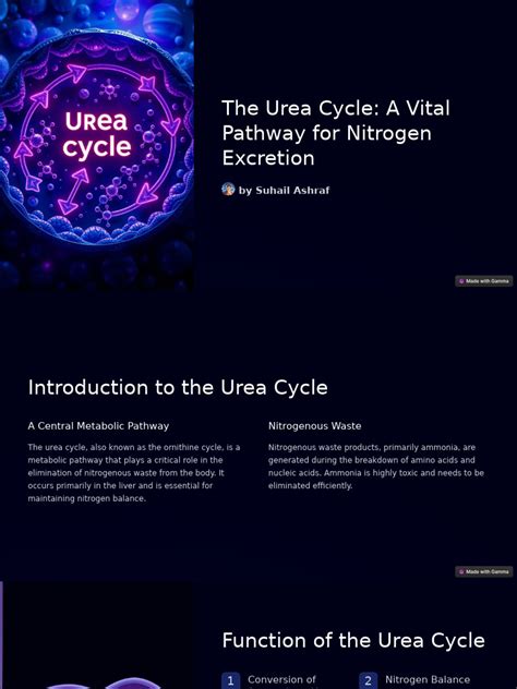 Urea Cycle Key To Nitrogen Excretion Pdf Urea Metabolism