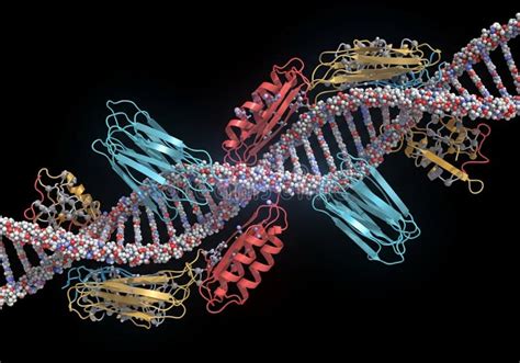 A Stylized Representation Of A Dna Double Helix Structure Stock