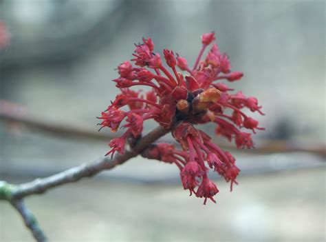 Red Maple Flower