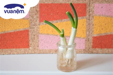 C Ch Tr Ng H Nh C B Ng N C Si U D Ai C Ng C Th L M Vua N M