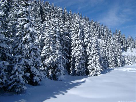 What Is In The Snow In The Forest At Harrison Leschen Blog