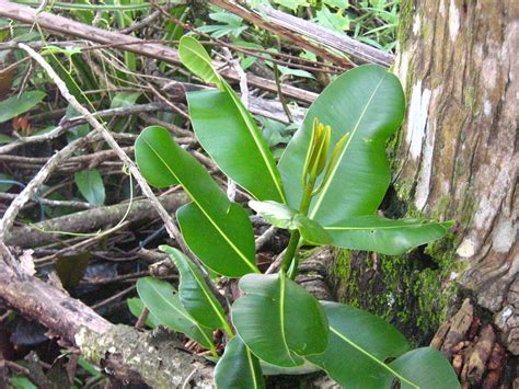 Nature Shots Punna A Common Tree From Kuttanadu