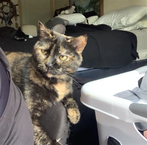 She Comes And Sits On My Chair And Glares At Me If I Shift My Position