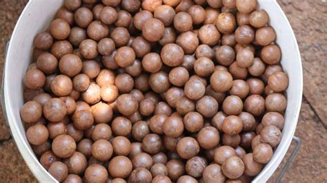 Growing Macadamia How To Plant Grow And Harvest Macadamia
