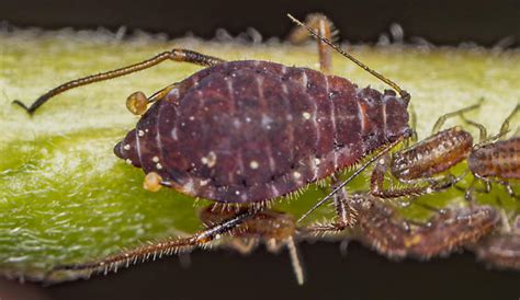 Aphids Bugguide Net
