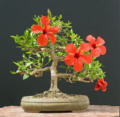 Hibiscus Bonsai Trees Bonsai Tree Gardener