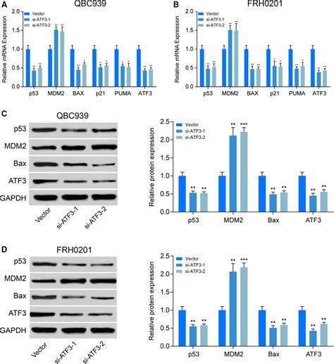 Activating Transcription Factor 3 Atf3 Activates The P53 Signalling