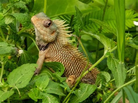 Oriental Garden Lizard In Borneo Malaysia Stock Image Image Of