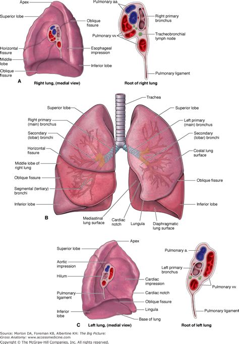 Lung Anatomy Lingula
