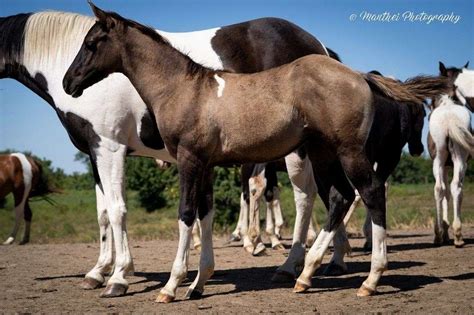 Grullo Tobiano Gelding Gson Of Gay Bar Drummera Tru Rolex