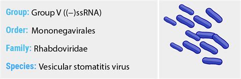 Vesicular Stomatitis Virus Quip Labs