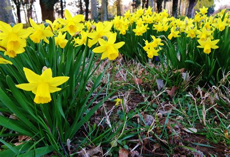 Free Images Nature Flower Spring Yellow Daffodil Flowers Daffodils Narcissus Flowering