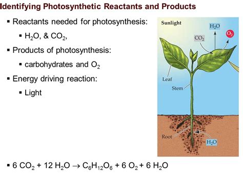 Reactants And Products Of Photosynthesis