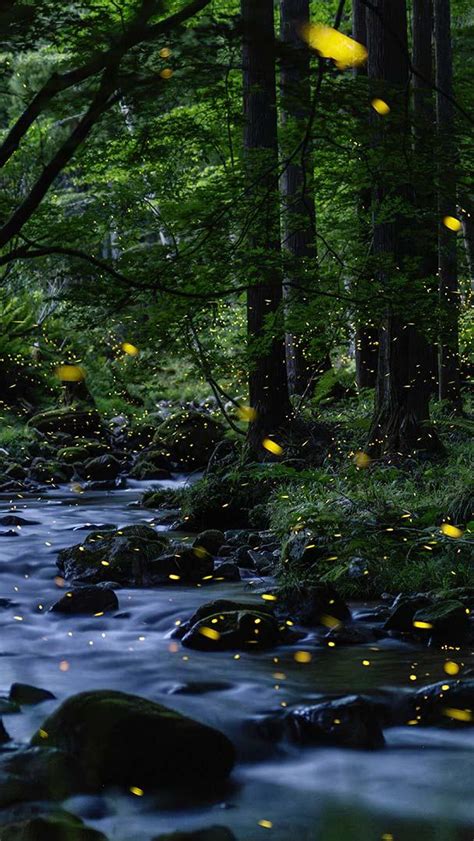 Bing Hd Wallpaper Jul 3 2026 Fireflies Glowing Above A Stream