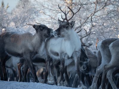 Winters Embrace A Herd Of Majestic Reindeer Posters And Prints By Eva