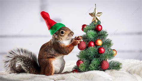 Squirrel In A Hat Decorates A Tree Background Squirrel Christmas