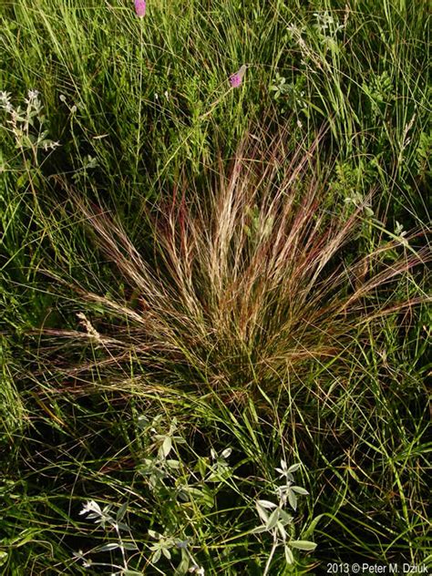Aristida Purpurea Purple Three Awn Minnesota Wildflowers