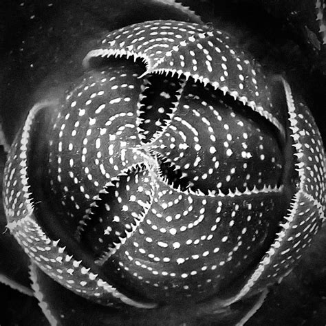 Leaf Teeth By Nclark Ephotozine