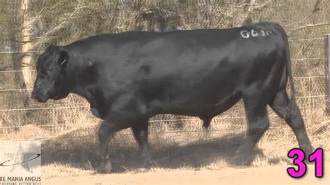 Lot 031 Youtube
